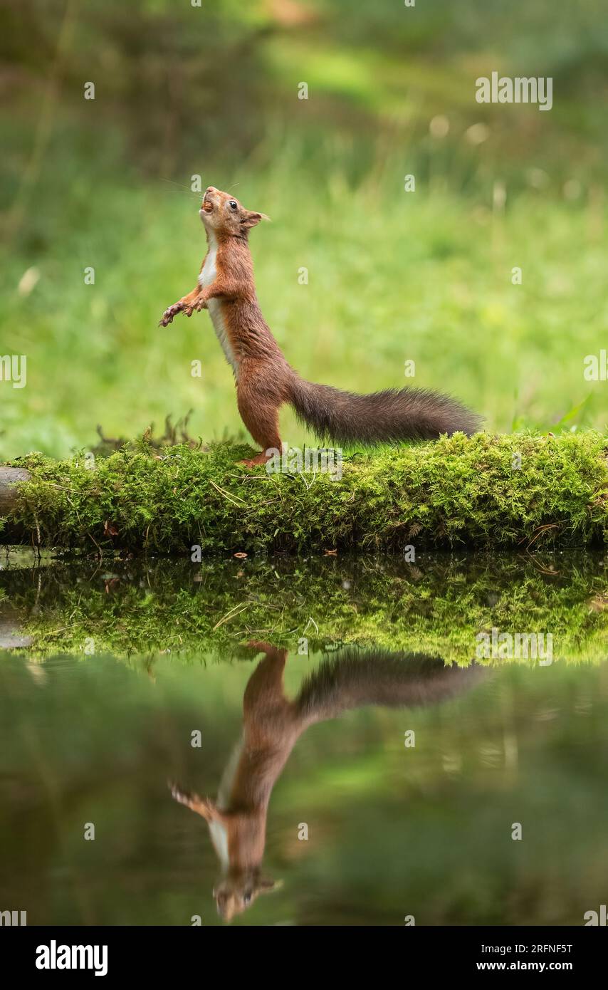 A unique shot of a Red Squirrel (Sciuris vulgaris) standing upright with his bushy tail. A ...