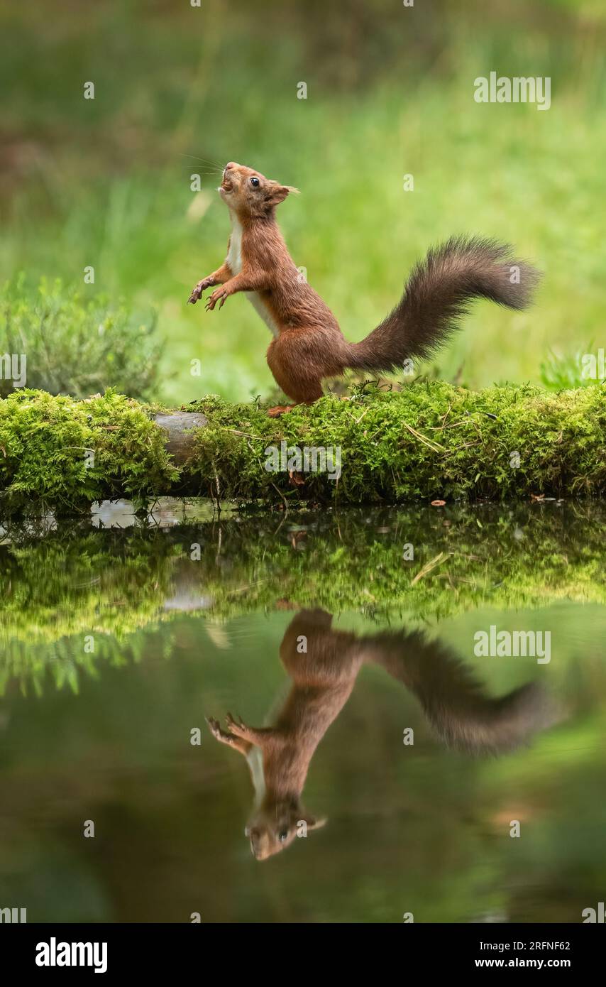 Balancing tail hi-res stock photography and images - Alamy