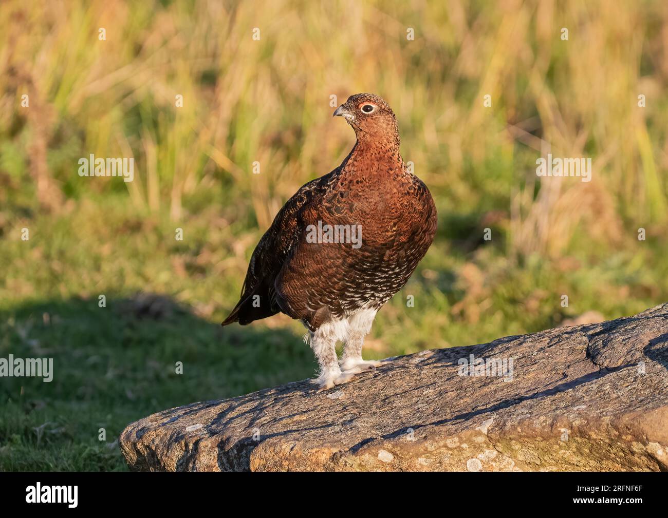 King of the Rock. A Male / cock bird Red Grouse posing complete with ...