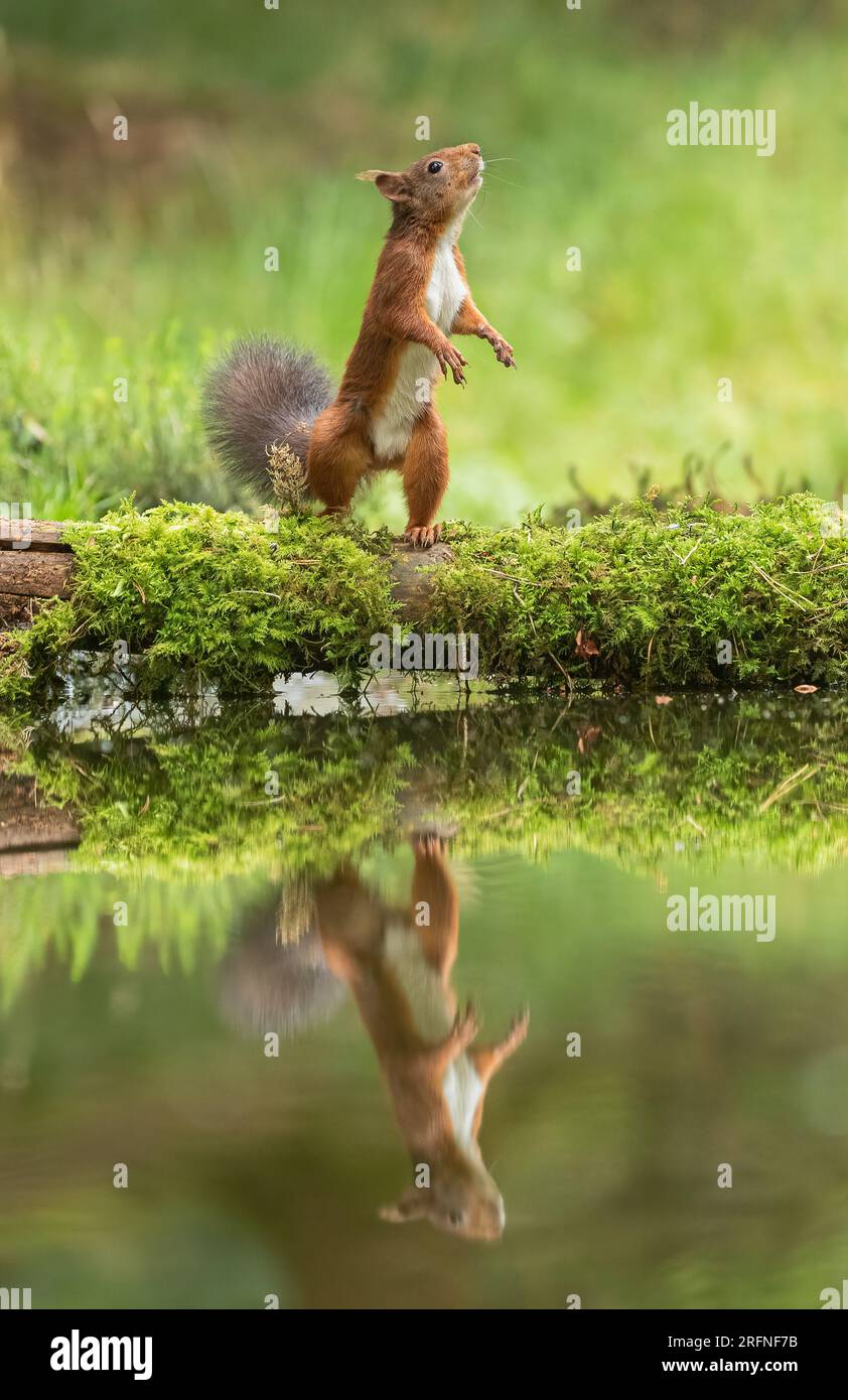 A unique shot of a Red Squirrel (Sciuris vulgaris) standing upright with his bushy tail. A ...