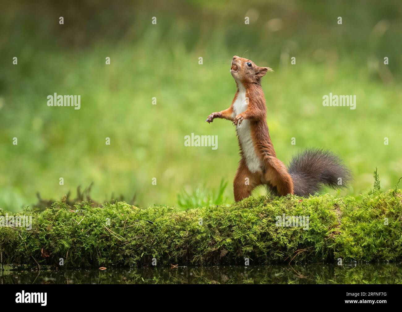 Balancing squirrel hi-res stock photography and images - Alamy