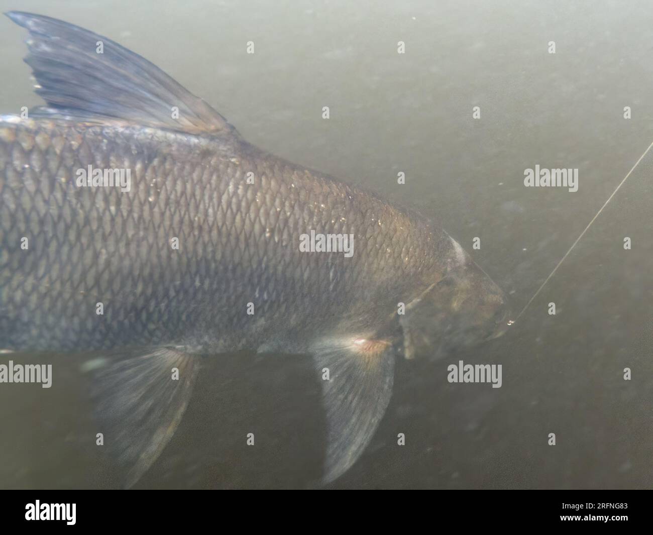 Asp fishing hi-res stock photography and images - Alamy