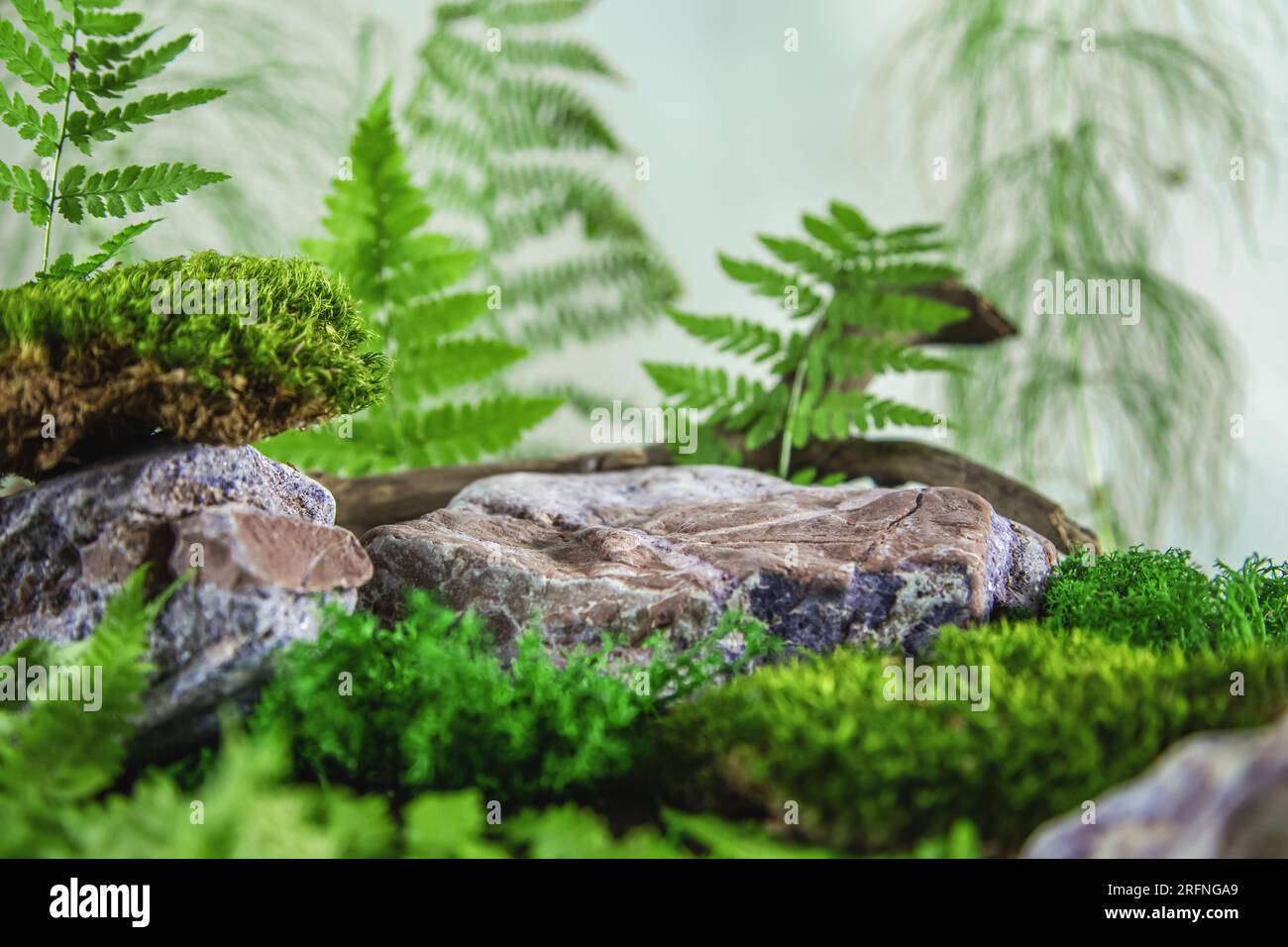 Natural rock podium in the forest with fern and moss. Empty showcase ...