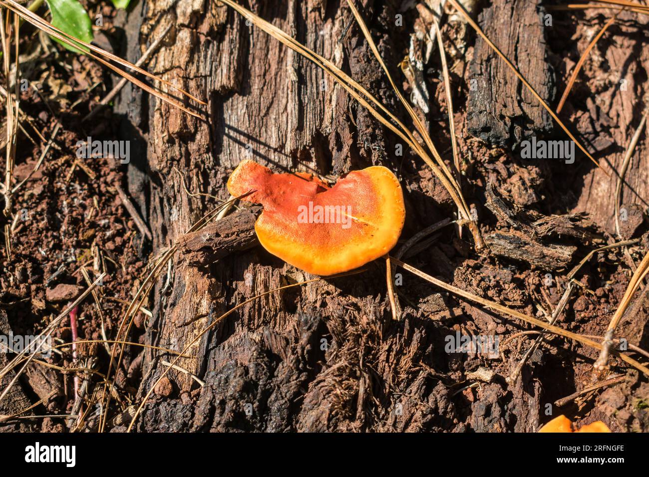 Pycnoporus sanguineus mushroom growing on dead wood - known in Brazil ...