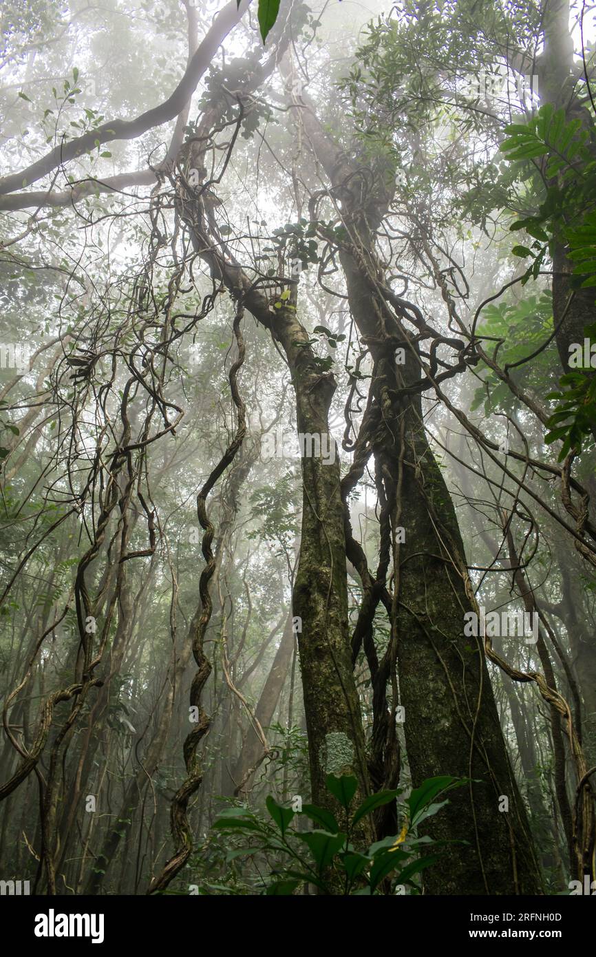 Woody vines hi-res stock photography and images - Alamy