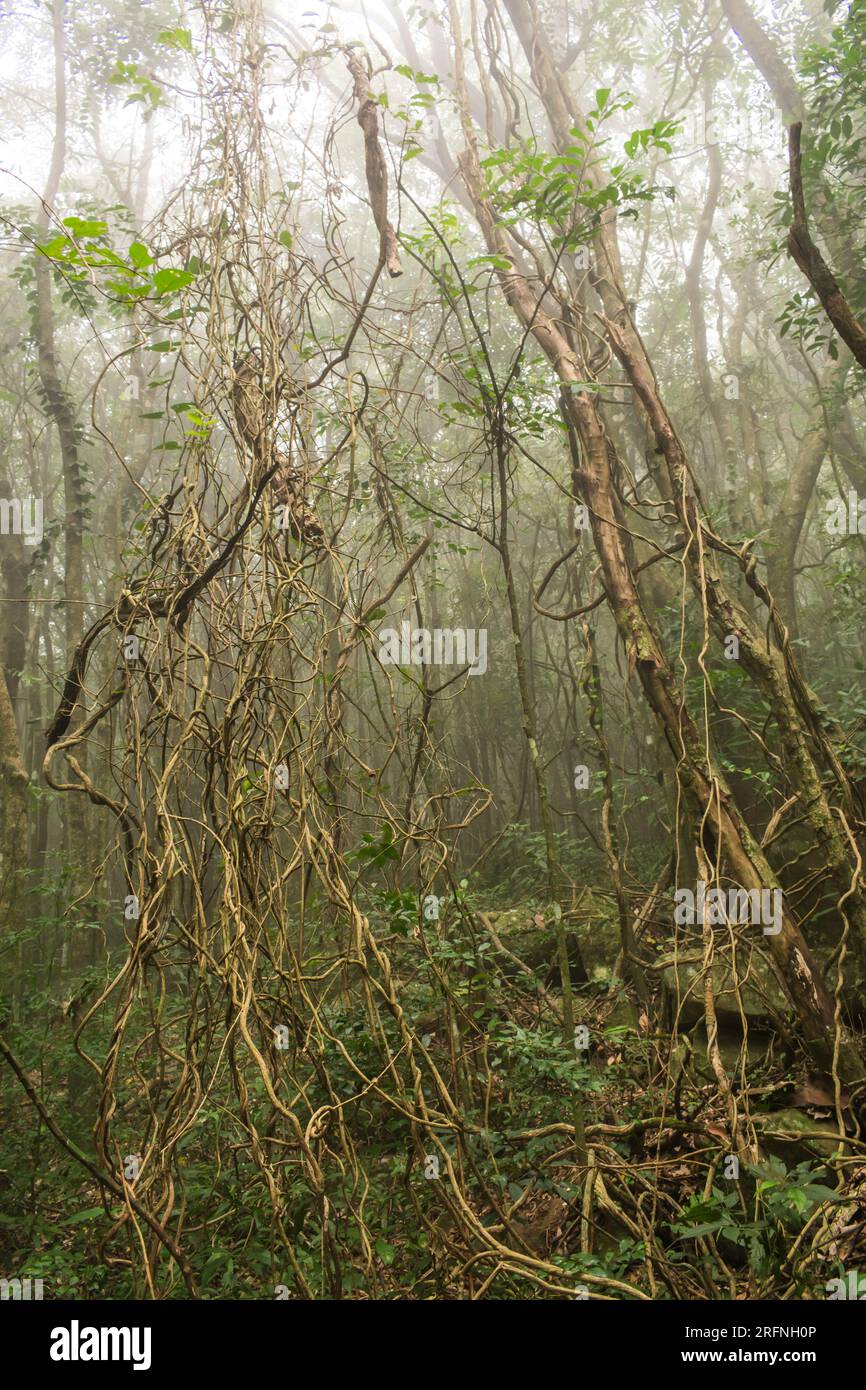 Liana woody vines in the Atlantic forest on a foggy day - Sao Francisco ...
