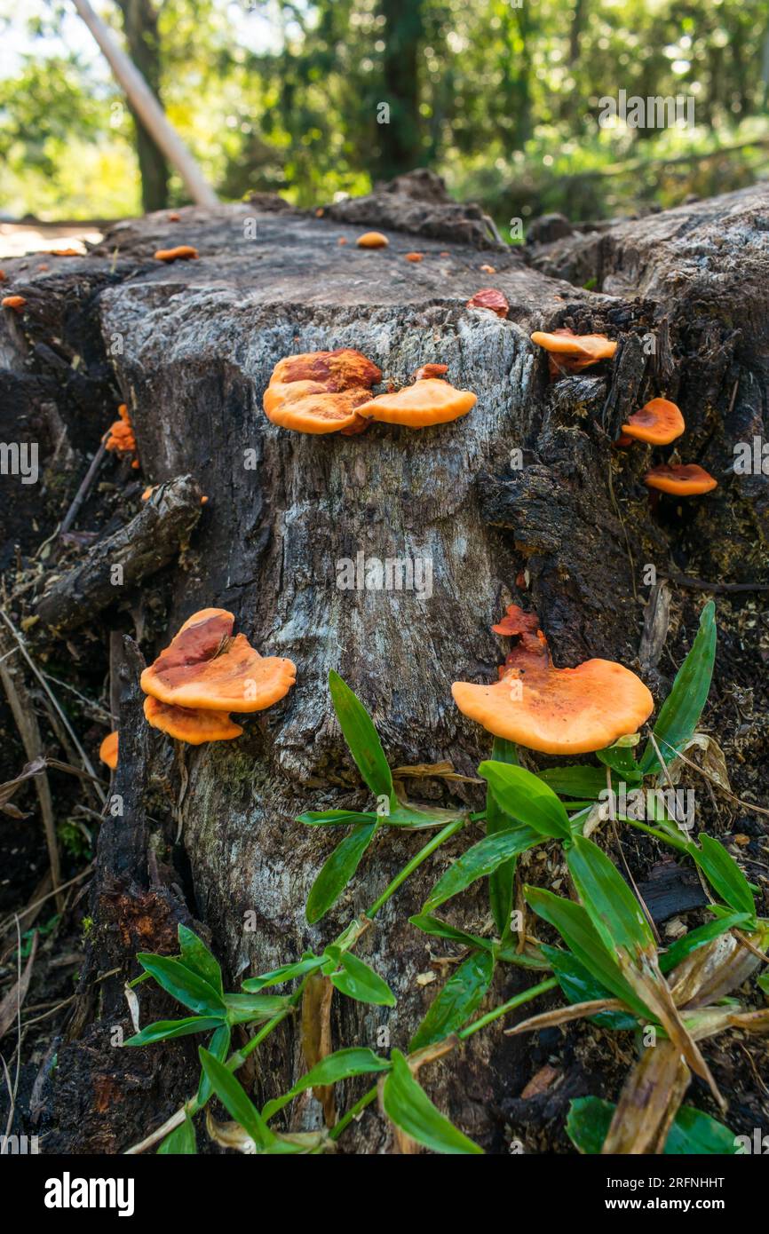 Pycnoporus sanguineus mushroom growing on dead wood - known in Brazil ...