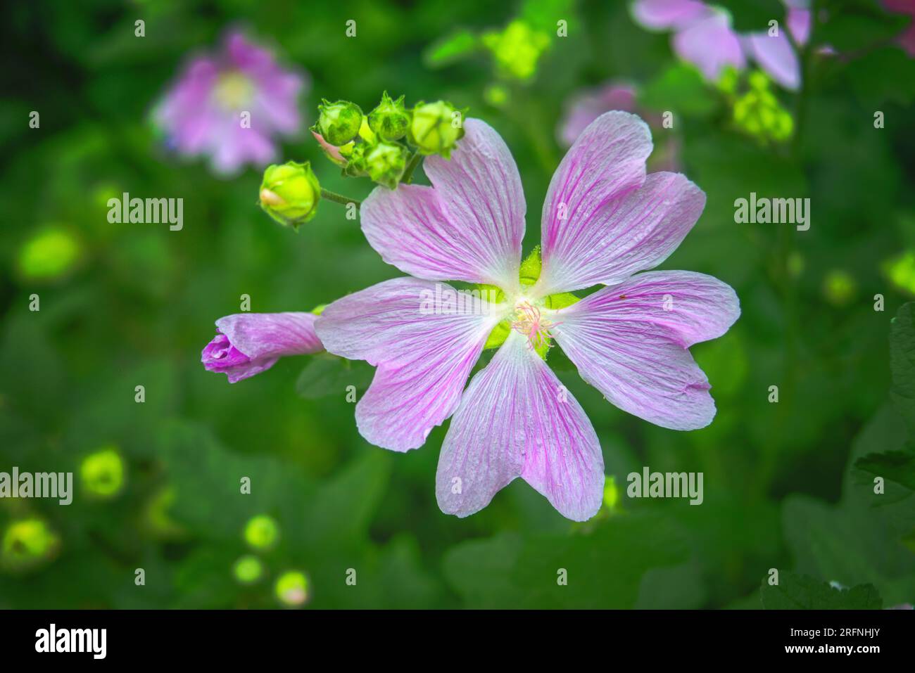 Pink musk mallow, Malva moschata, flower in close up with rain drops ...