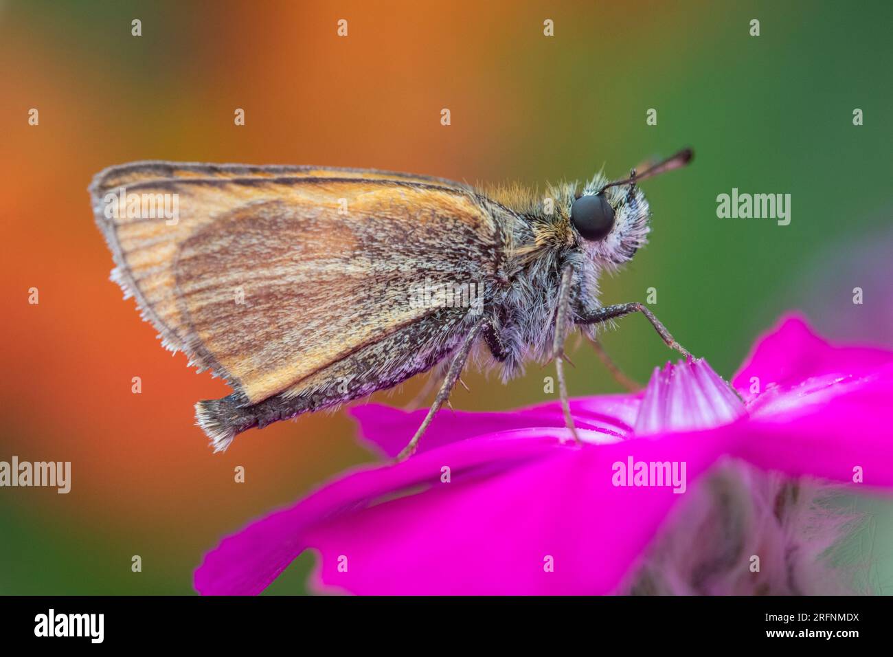 Close-up of an Essex Skipper Butterfly (Thymelicus lineola) on Rose ...