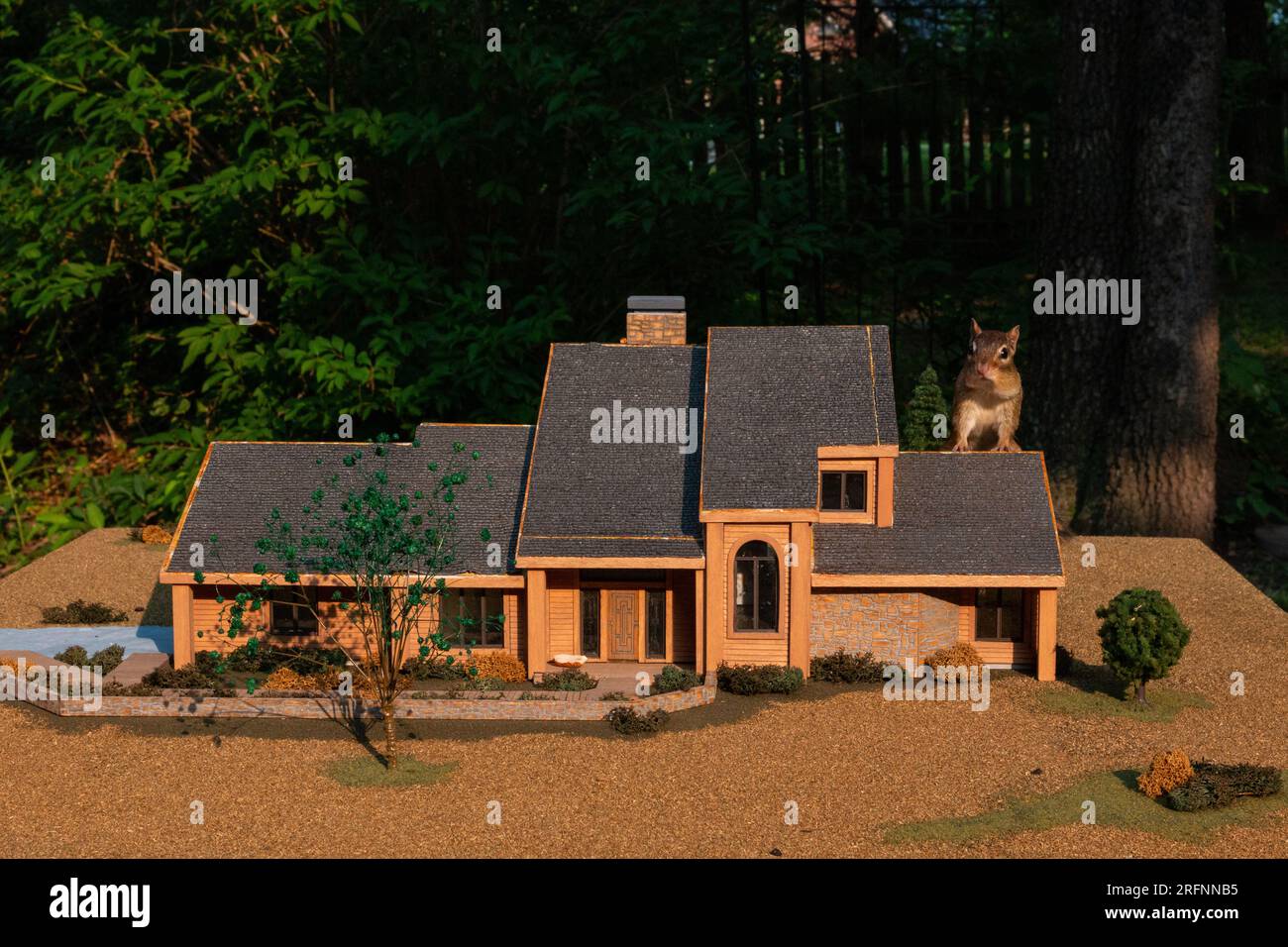 Eastern chipmunk climbing on and around a model of a house Stock Photo ...