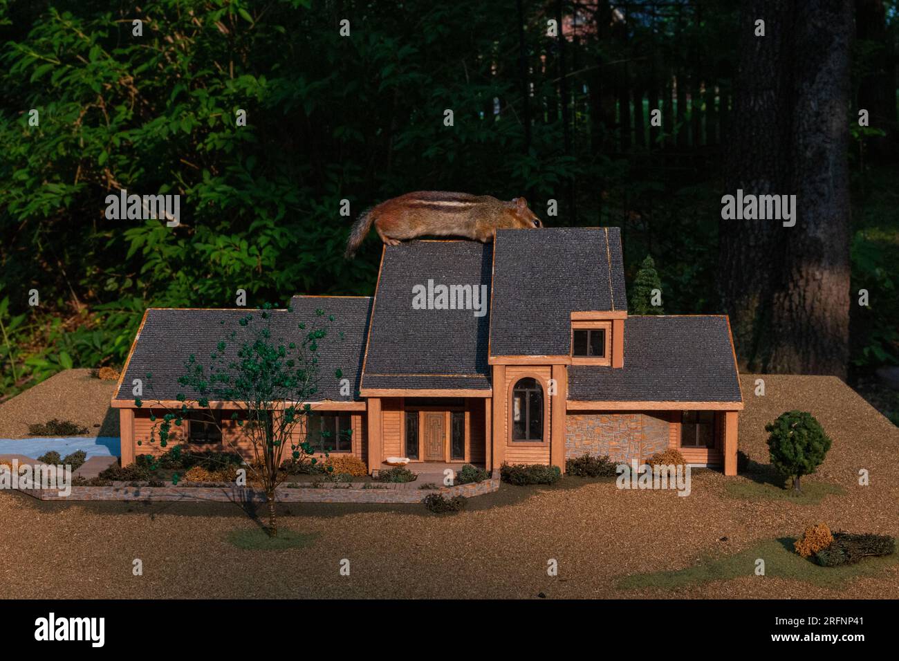 Eastern chipmunk climbing on and around a model of a house Stock Photo ...