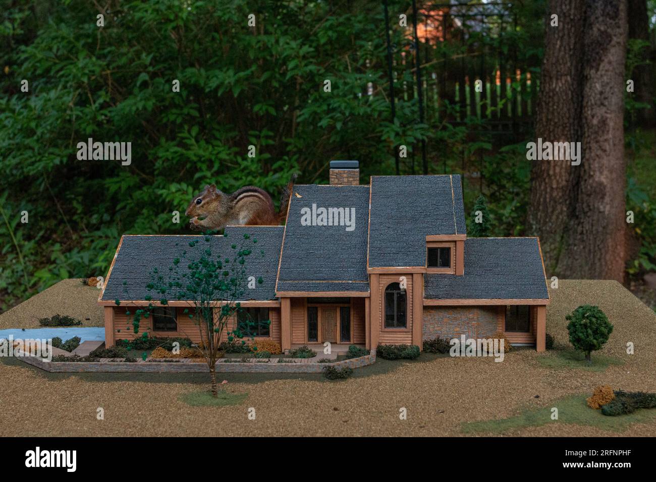 Eastern chipmunk climbing on and around a model of a house Stock Photo ...