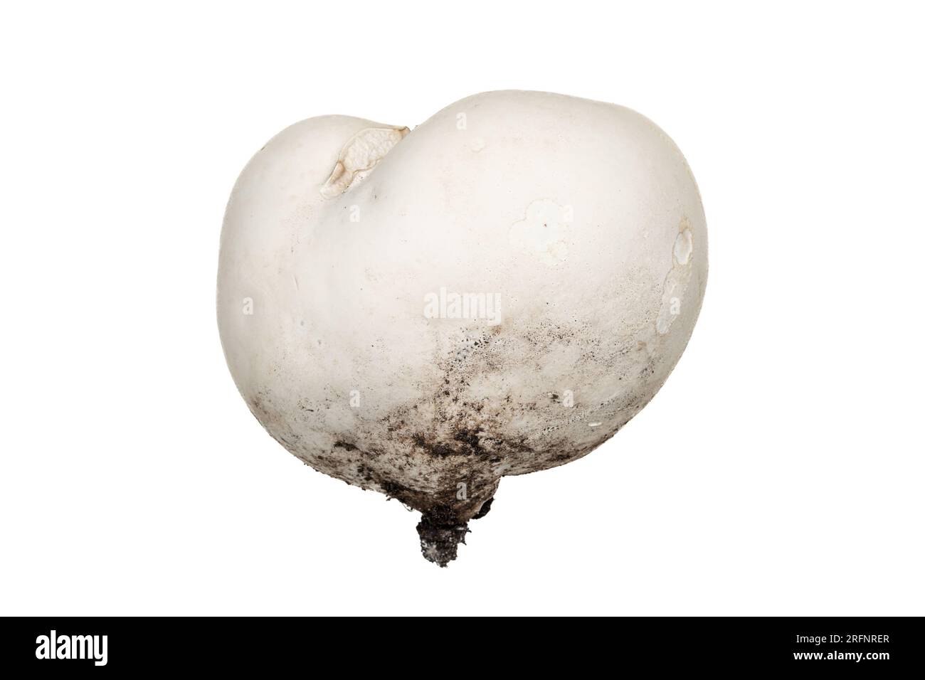 Puffball mushroom calvatia Cut Out Stock Images & Pictures - Alamy