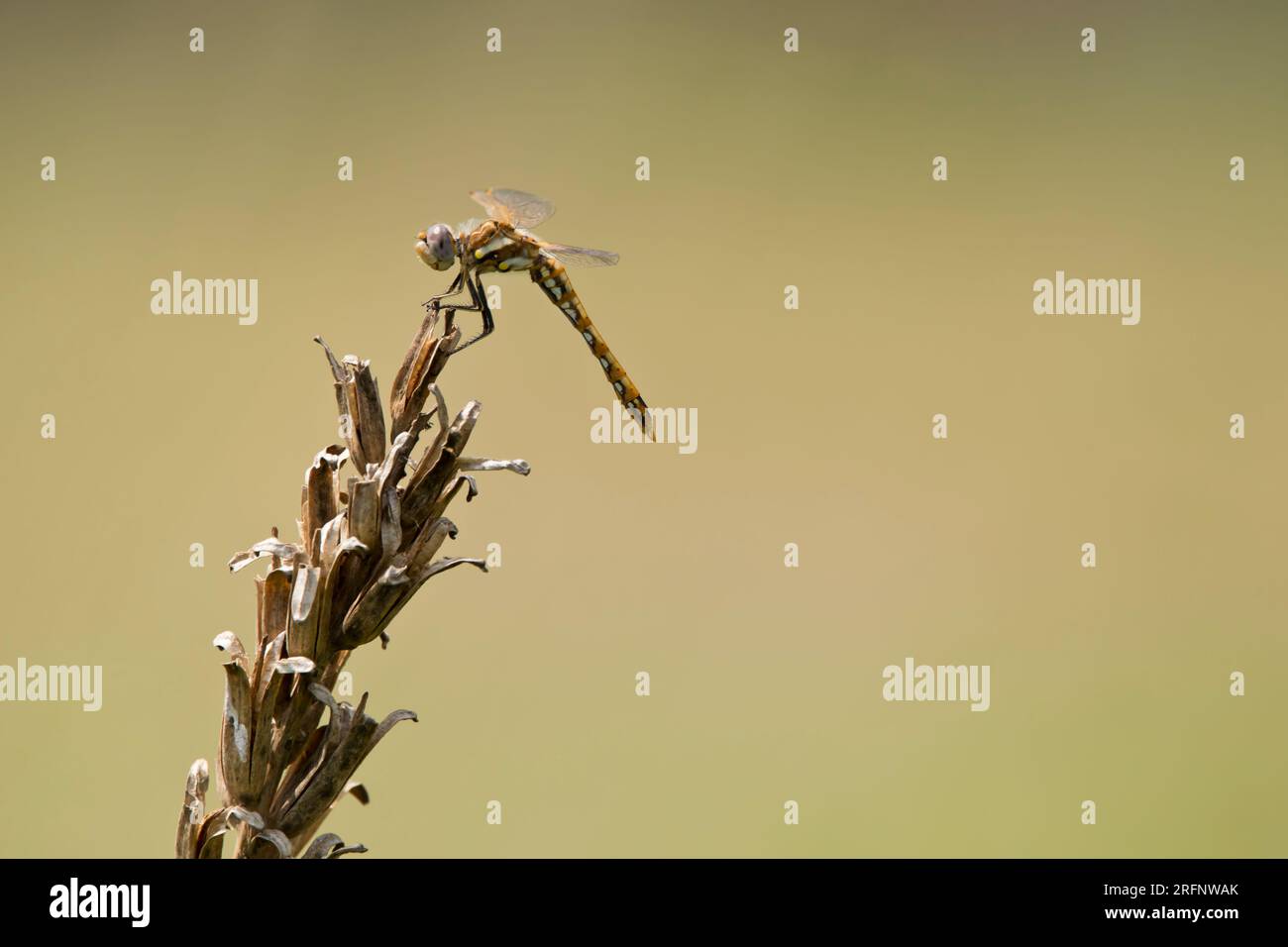 Varigated meadowhawk hi-res stock photography and images - Alamy