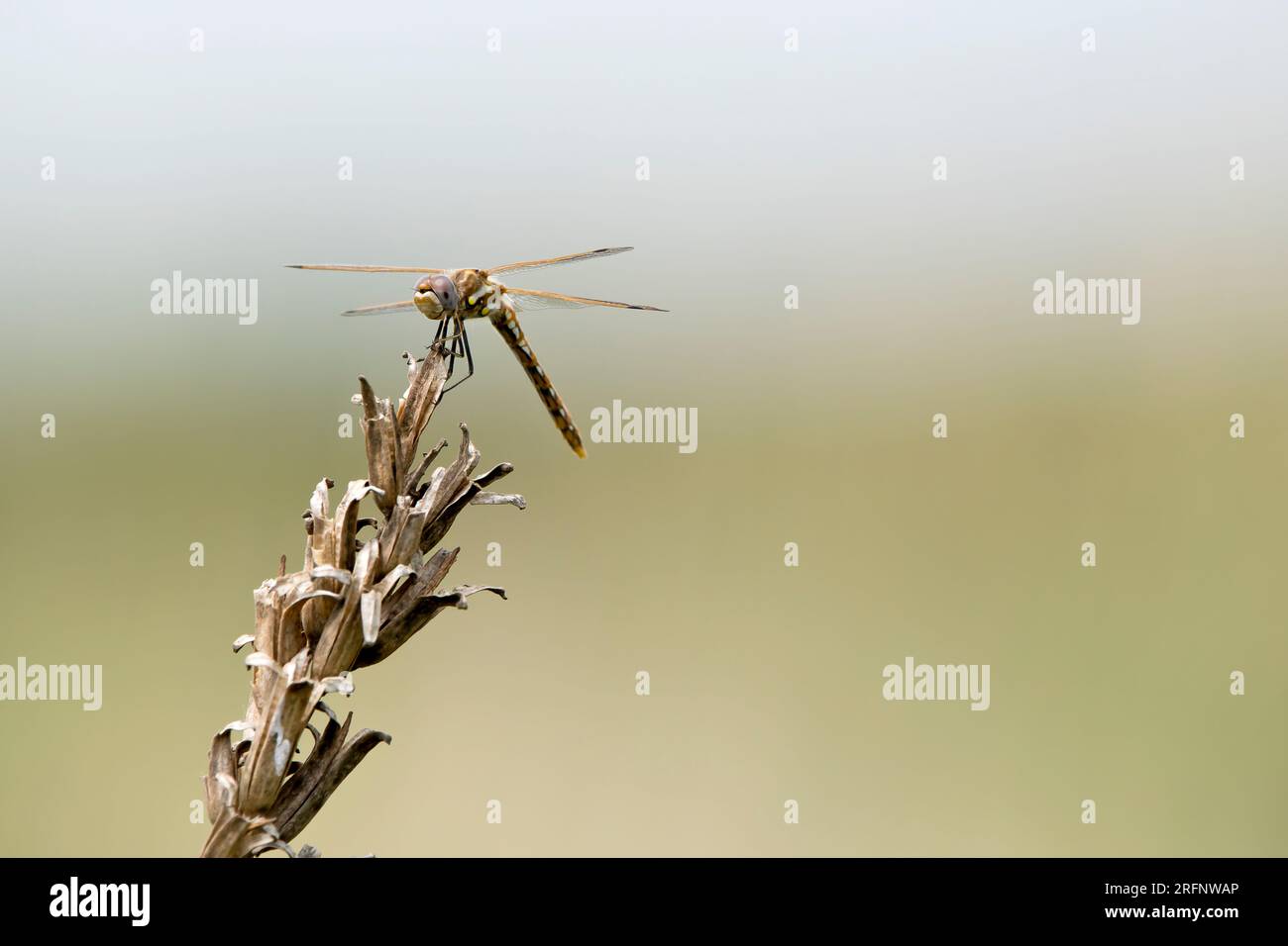 Varigated meadowhawk hi-res stock photography and images - Alamy