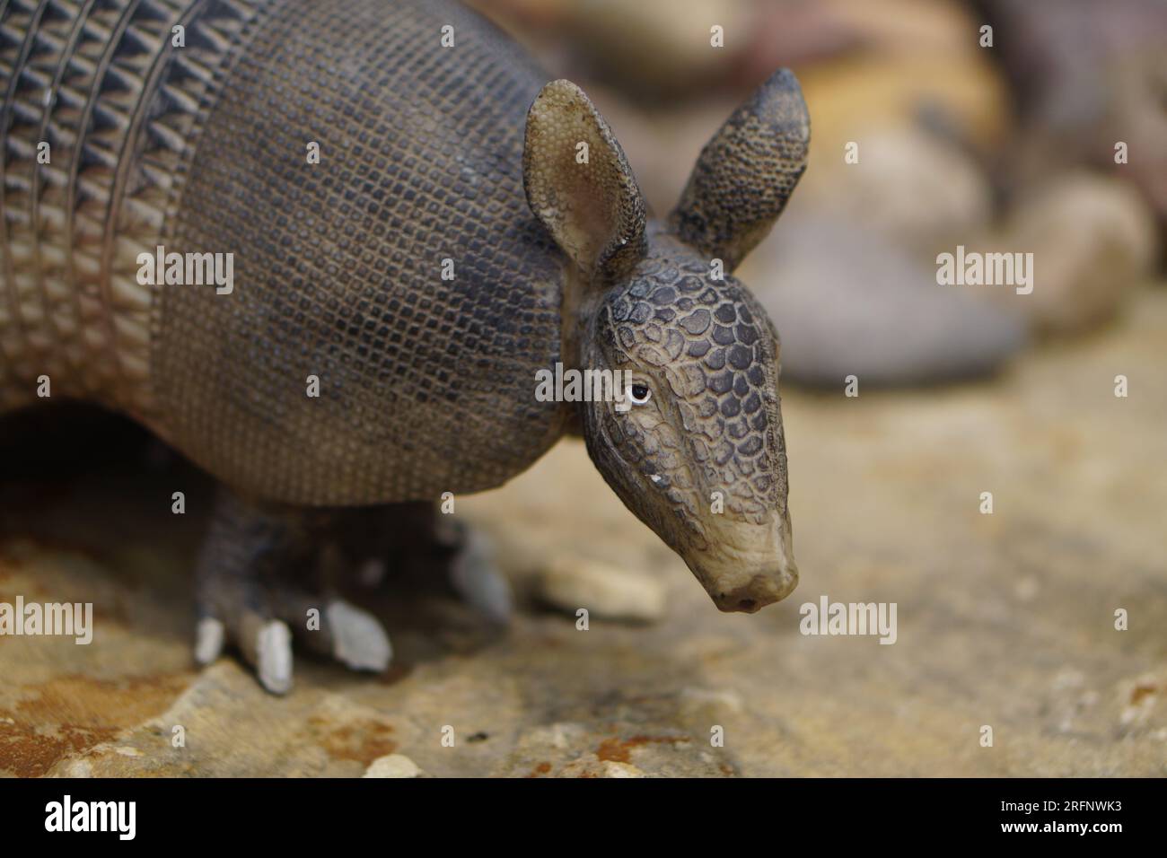 Armadillo statue in San Antonio, Texas Stock Photo - Alamy