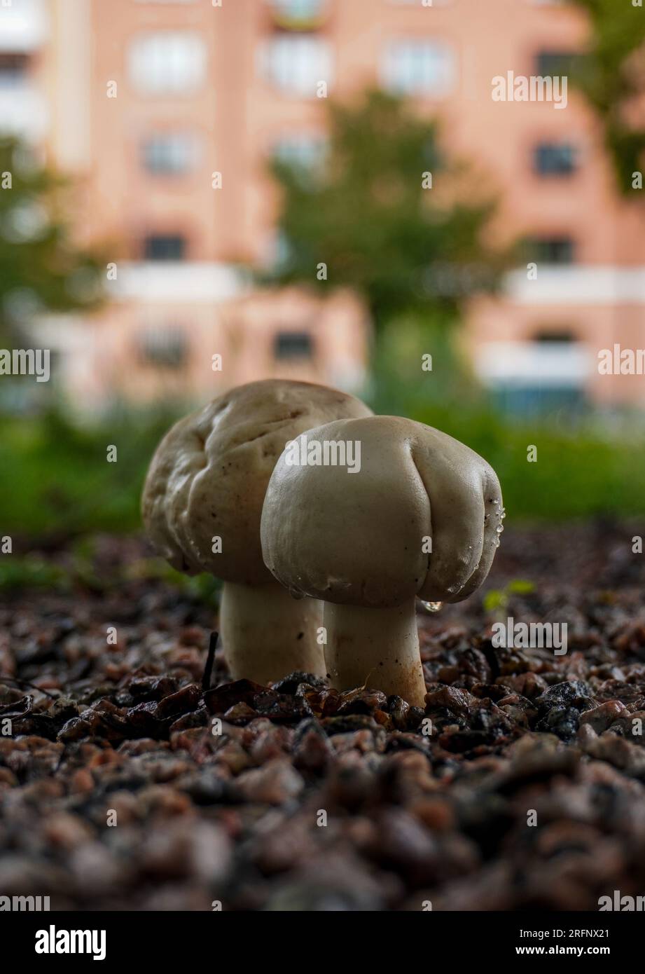 Mushroom shaped building hi-res stock photography and images - Alamy