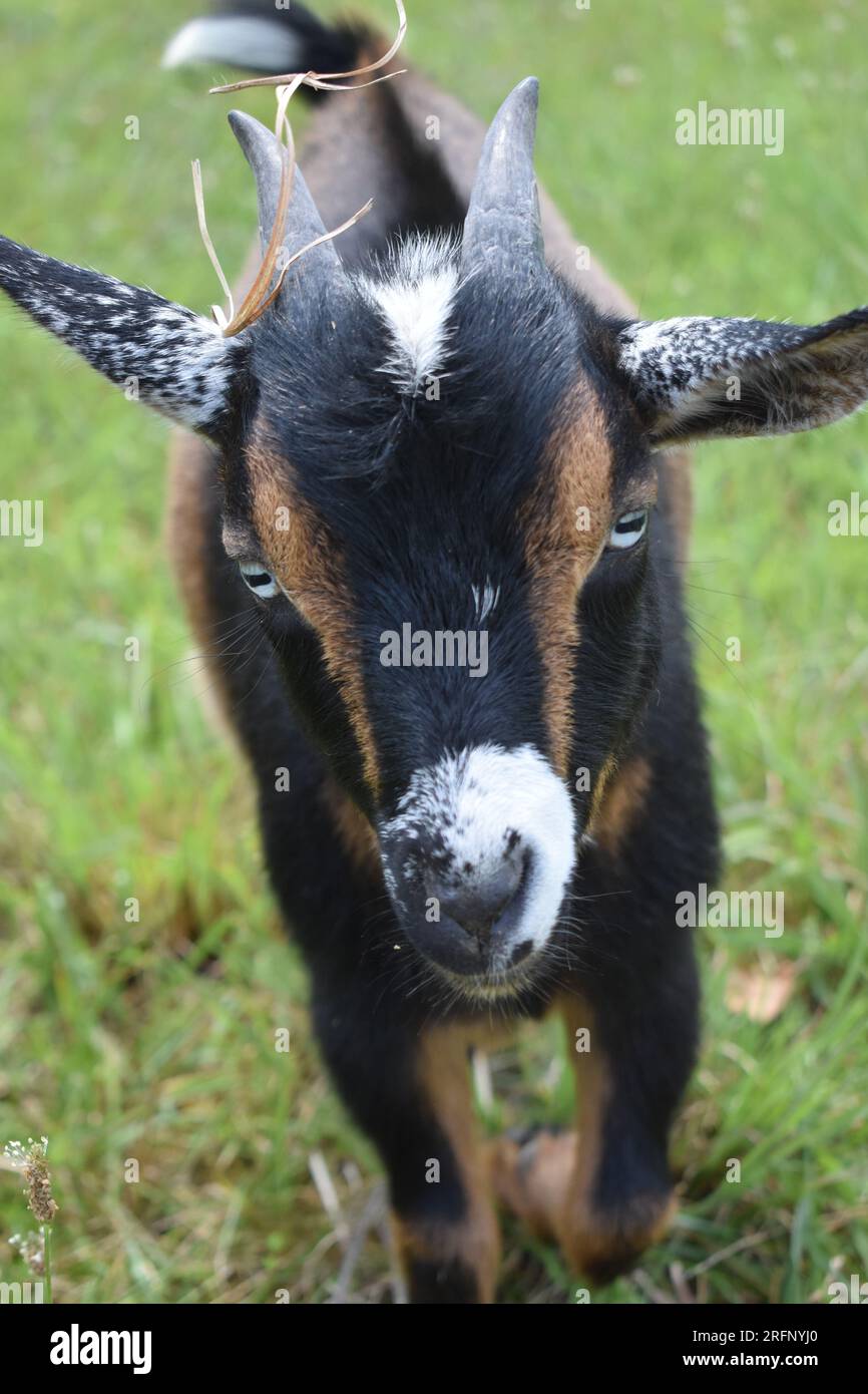 Pepper Goat with Straw on Face Stock Photo - Alamy