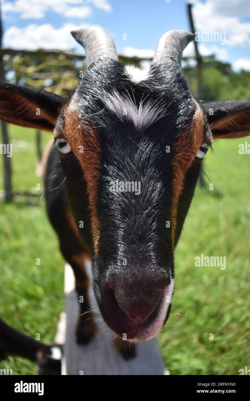 Staring at a Goat Stock Photo - Alamy