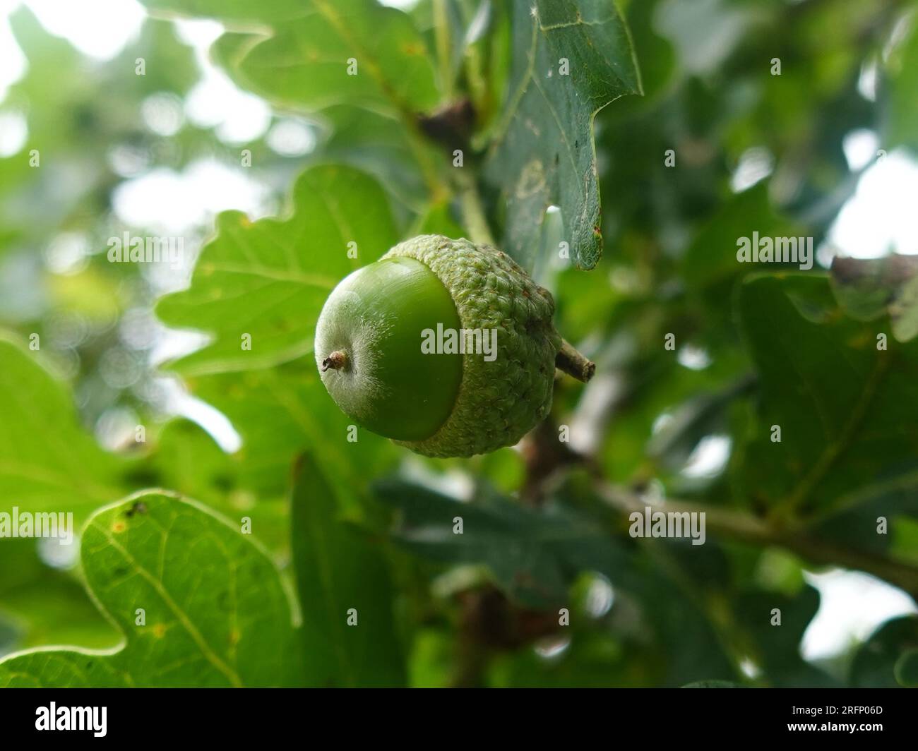 Green fruit of oak tree hi-res stock photography and images - Alamy