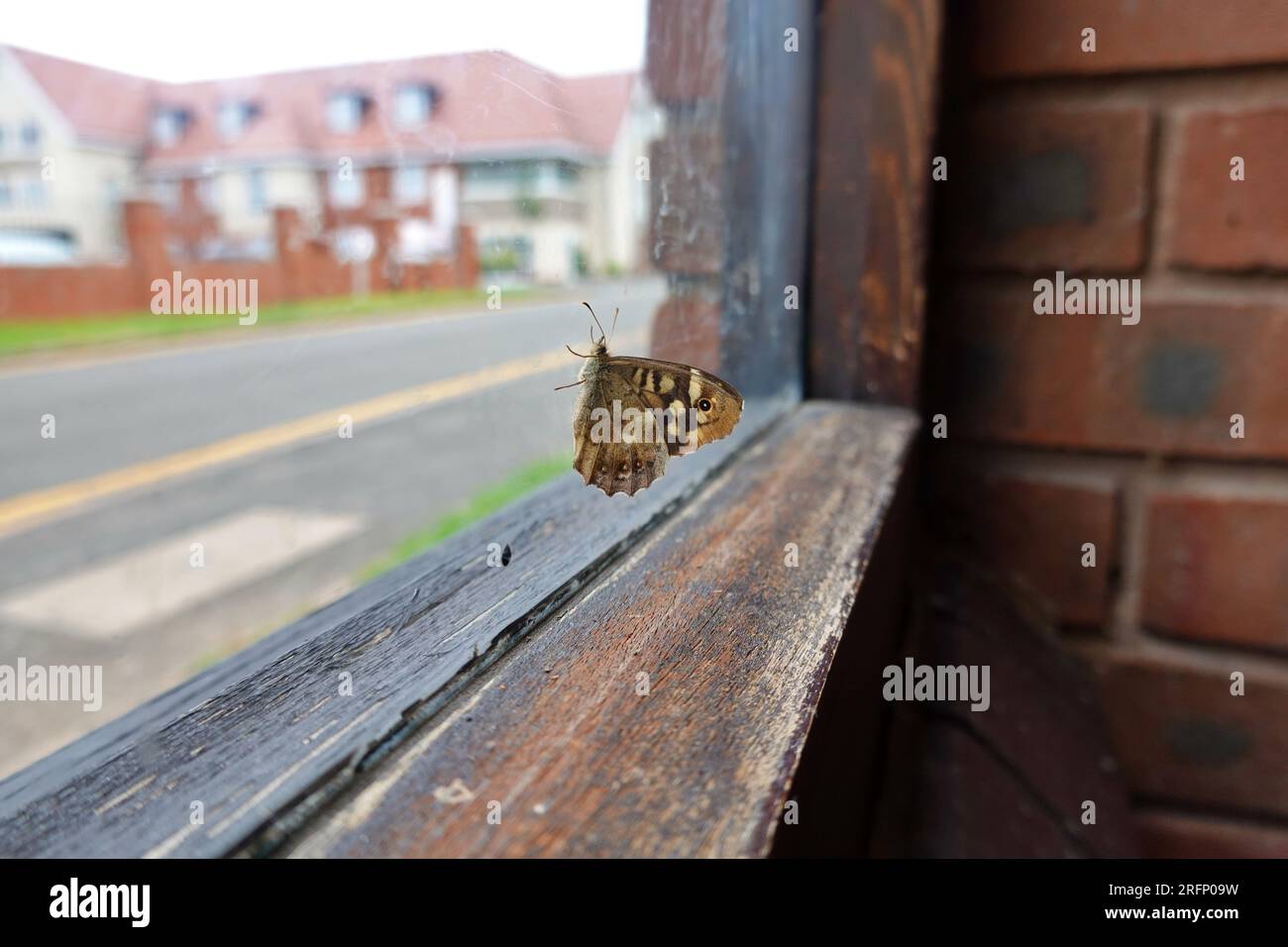 Urban insects hi-res stock photography and images - Alamy