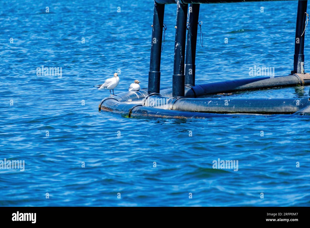 seagull bird fishing on a lake, birds wildlife Stock Photo - Alamy