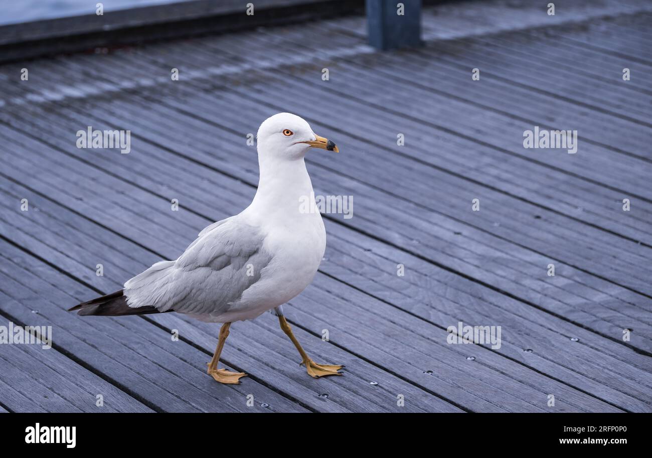 Gull white wing hi-res stock photography and images - Alamy