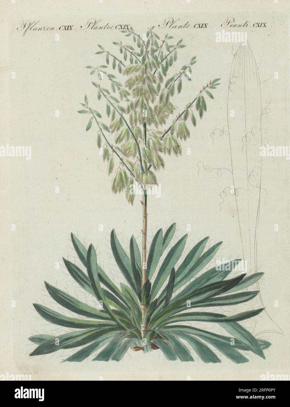 Adam's needle and thread or filamentous yukka, Yucca filamentosa ...