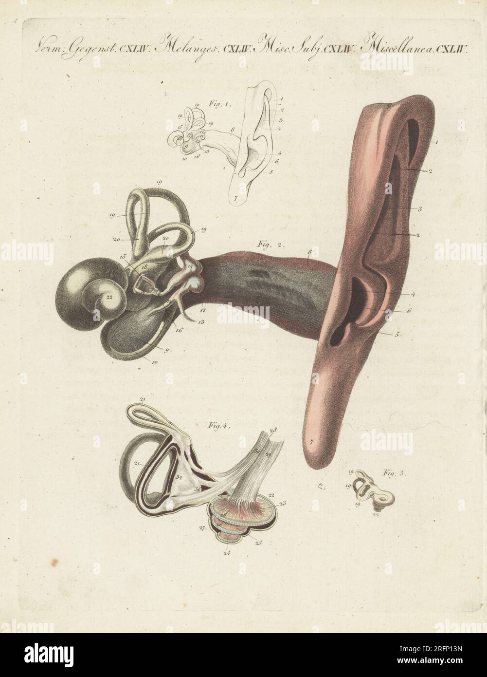 Anatomy of the human ear, the organ of hearing. Sections through ear ...