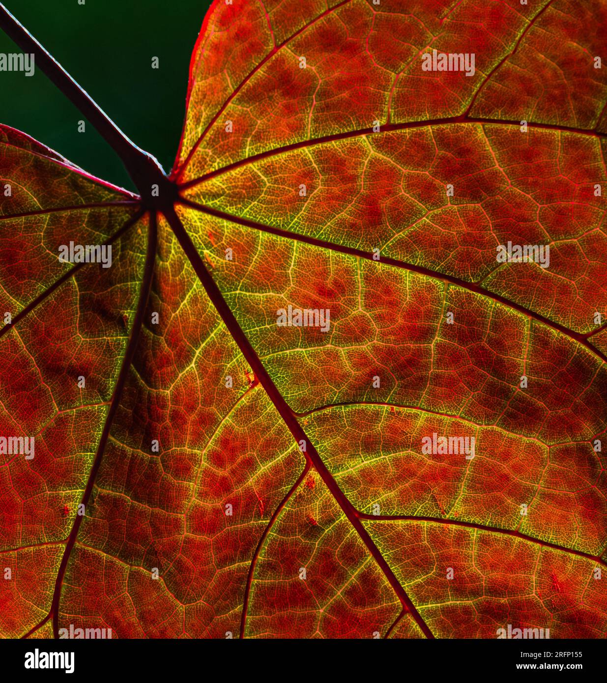 Red leaf texture. Colorful transparent and delicate skeleton leaves. It ...