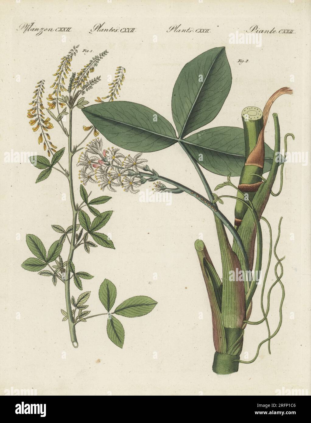 Sweet yellow clover, Melilotus officinalis 1, and bogbean, or buckbean ...