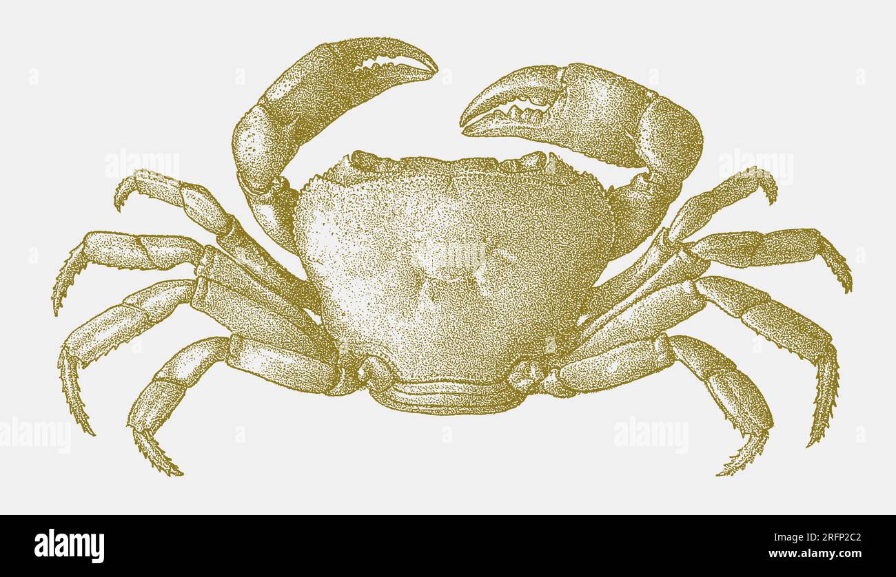 Potamonautes platynotus hi-res stock photography and images - Alamy