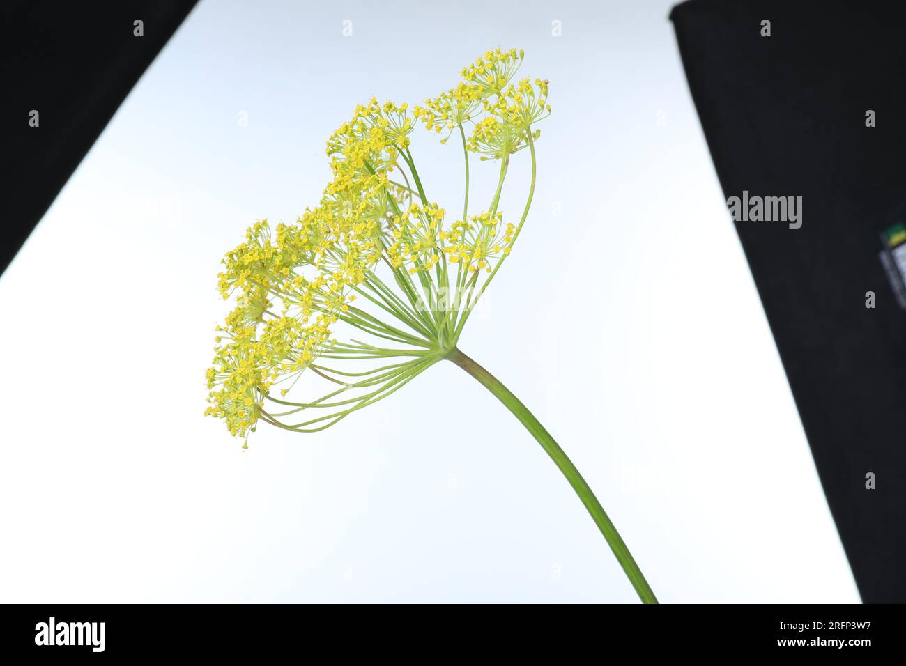 Fresh flowering dill inflorescence on white background Stock Photo - Alamy