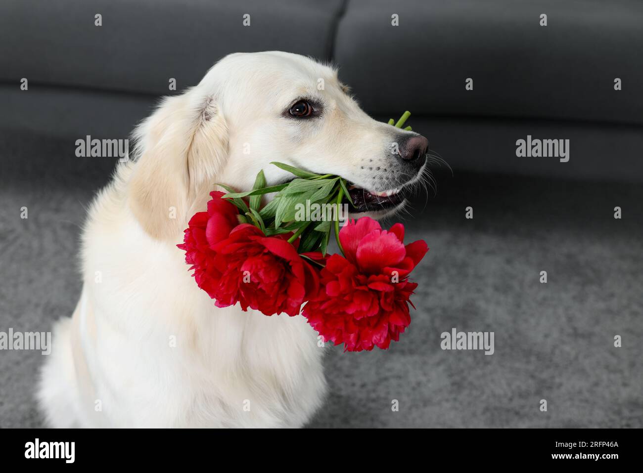 Cute Labrador Retriever with beautiful peony flowers indoors Stock ...