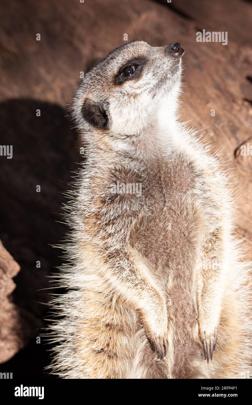 Meerkat portraits hi-res stock photography and images - Alamy