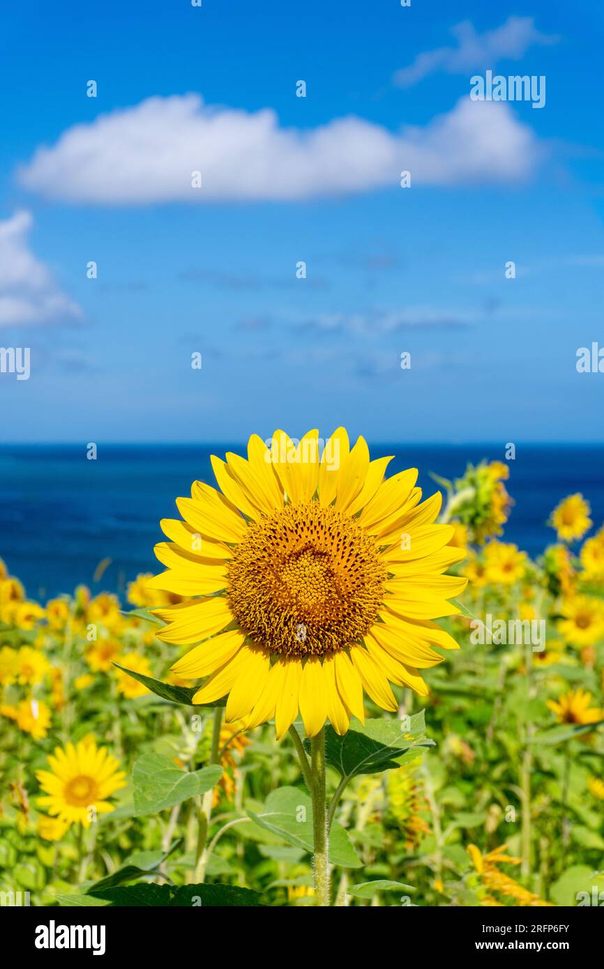 beautiful sunflower field and sea Stock Photo - Alamy
