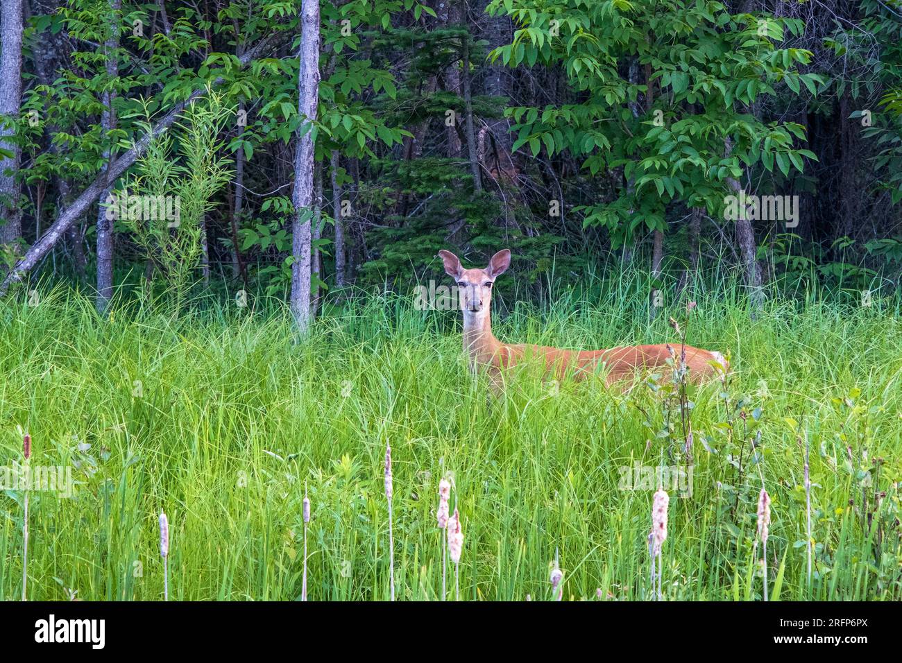 The white-tailed deer, Odocoileus virginianus, commonly known as ...