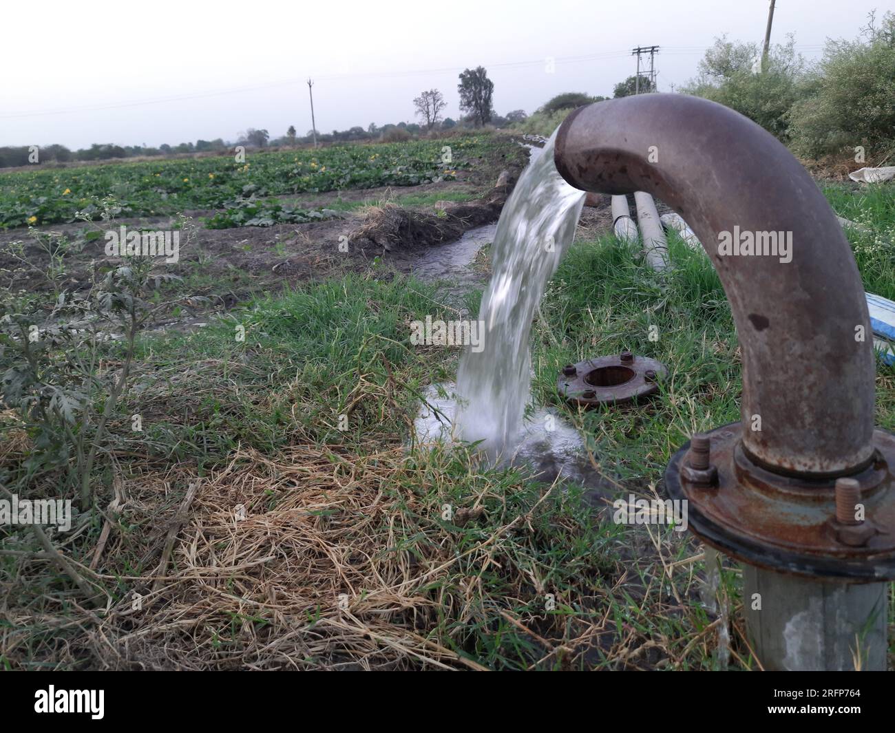 irrigated in green vegetable field by water jet, technical irrigation ...