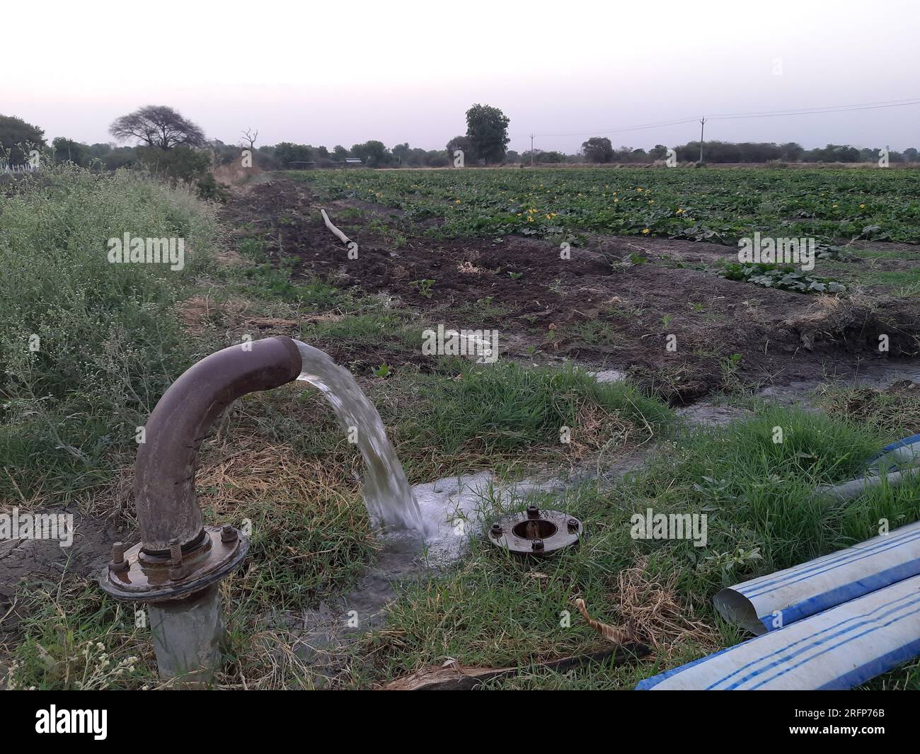irrigated in green vegetable field by water jet, technical irrigation ...