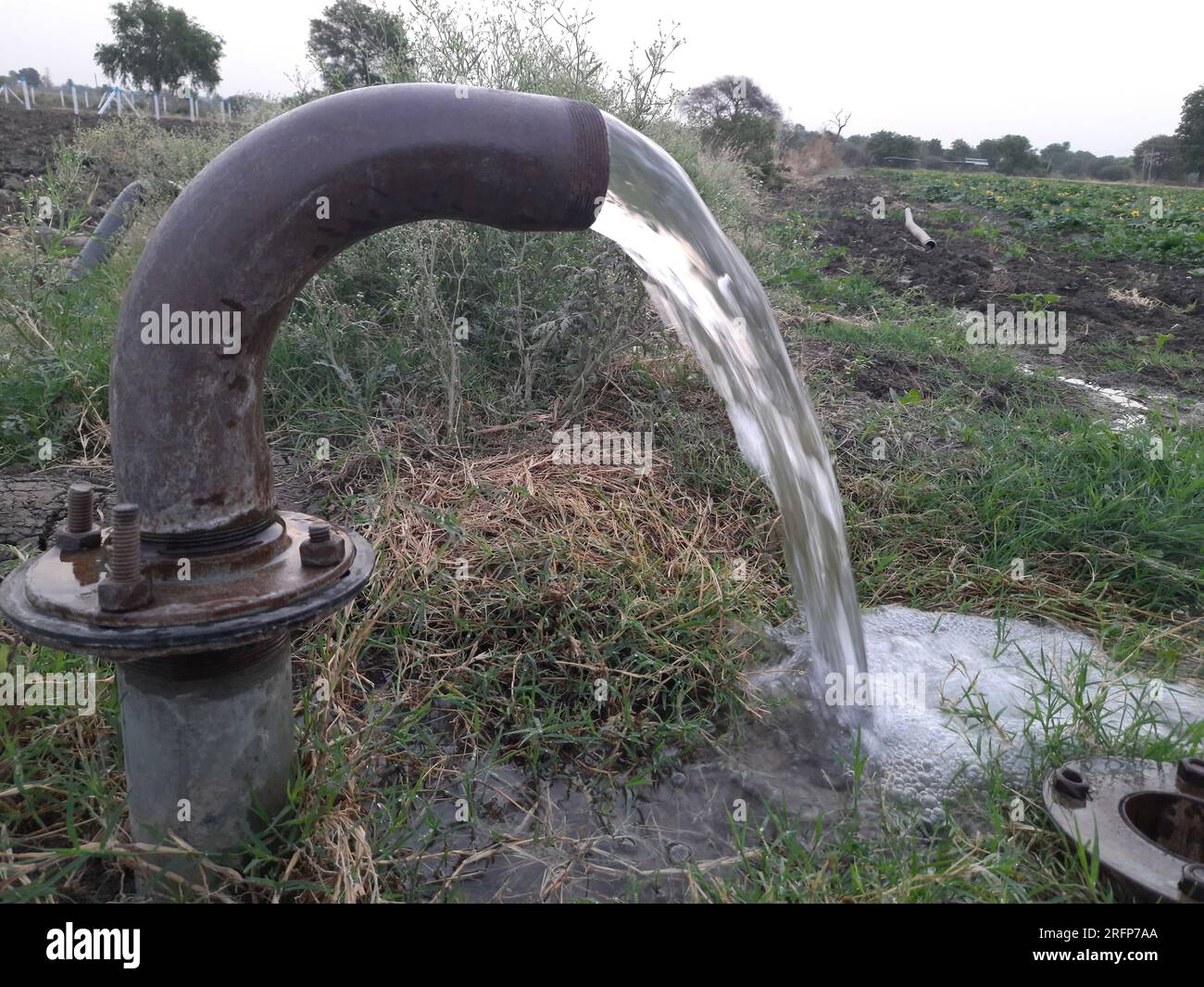irrigated in green vegetable field by water jet, technical irrigation ...