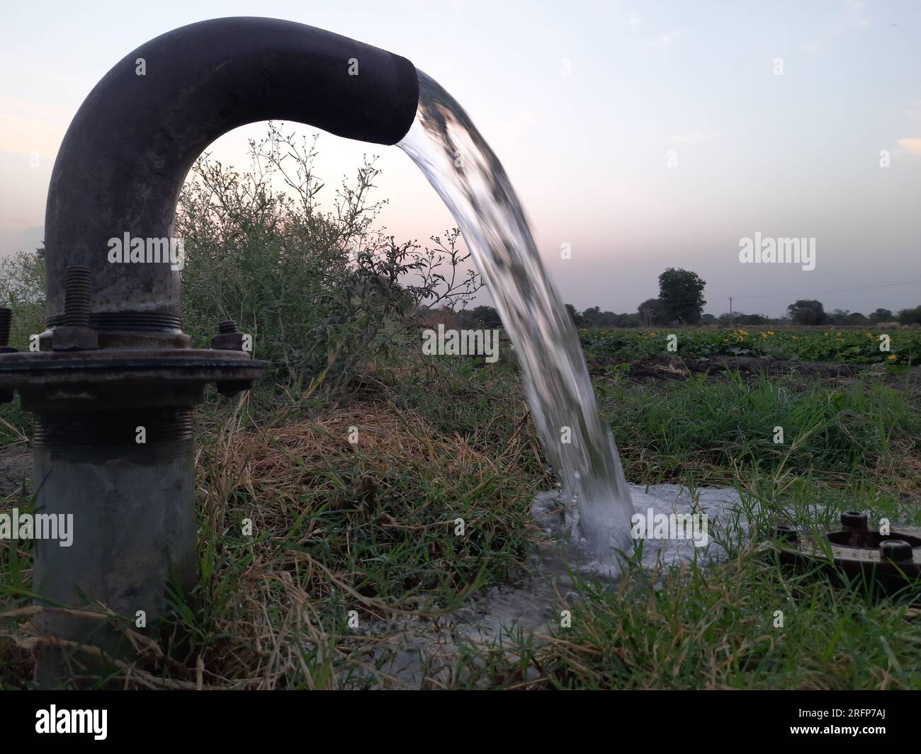irrigated in green vegetable field by water jet, technical irrigation ...