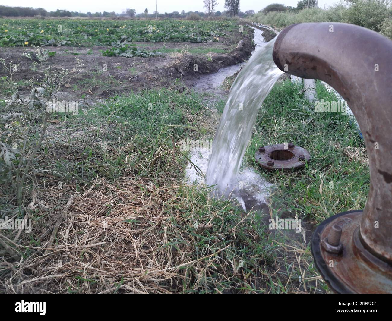 irrigated in green vegetable field by water jet, technical irrigation ...