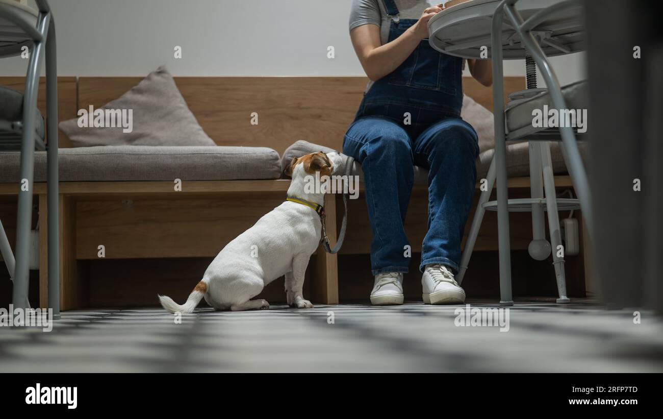 Jack Russell sits on the floor in a cafe and waits for the owner in a ...