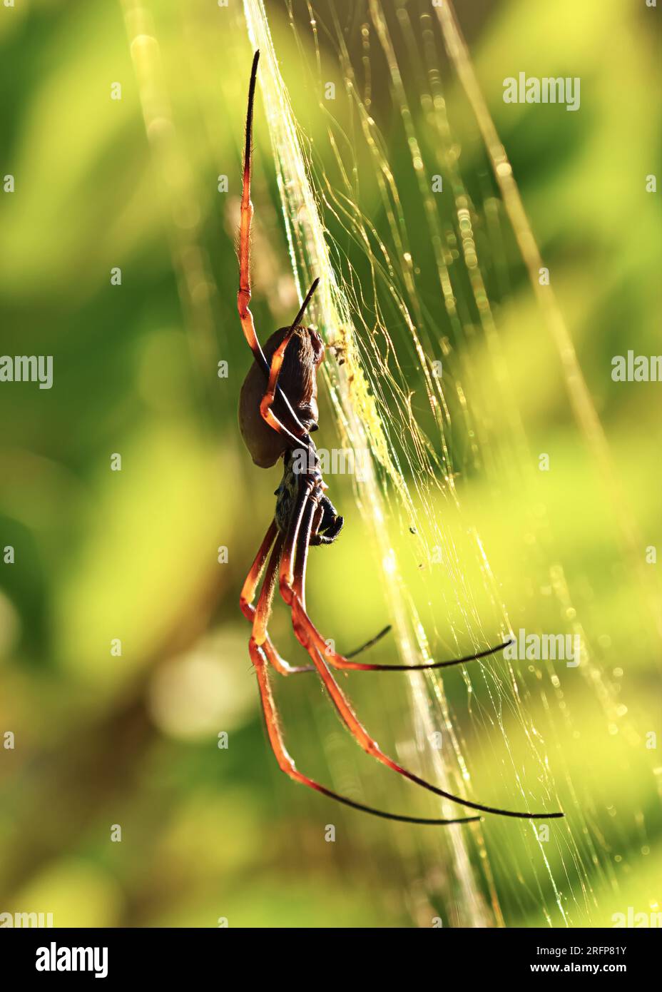 Natures beauty. A spider shot upclose in macro, in the spider web Stock ...