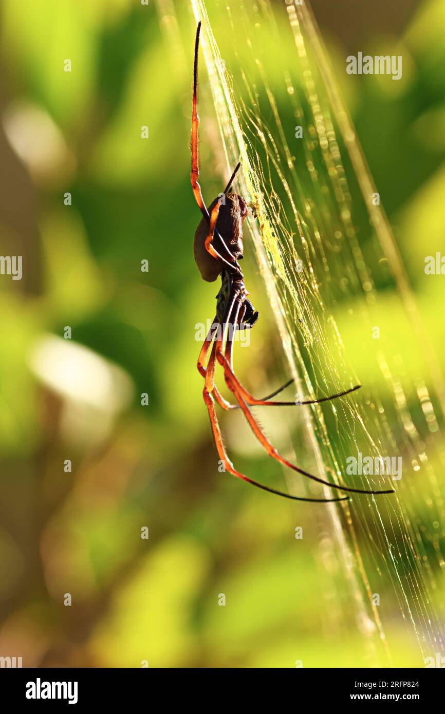 Detailed spider shot hi-res stock photography and images - Alamy