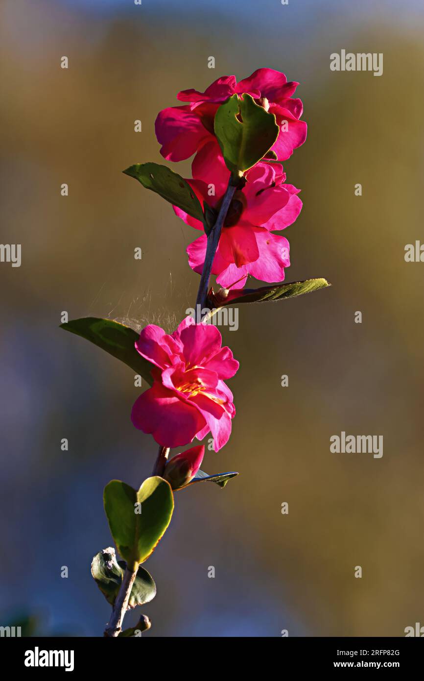 Beautiful plants and flowers outside in the garden. Bright vivid pink ...