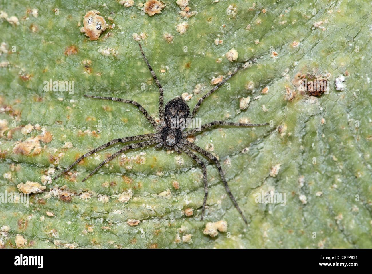 Running crab spider on palo verde tree Stock Photo - Alamy
