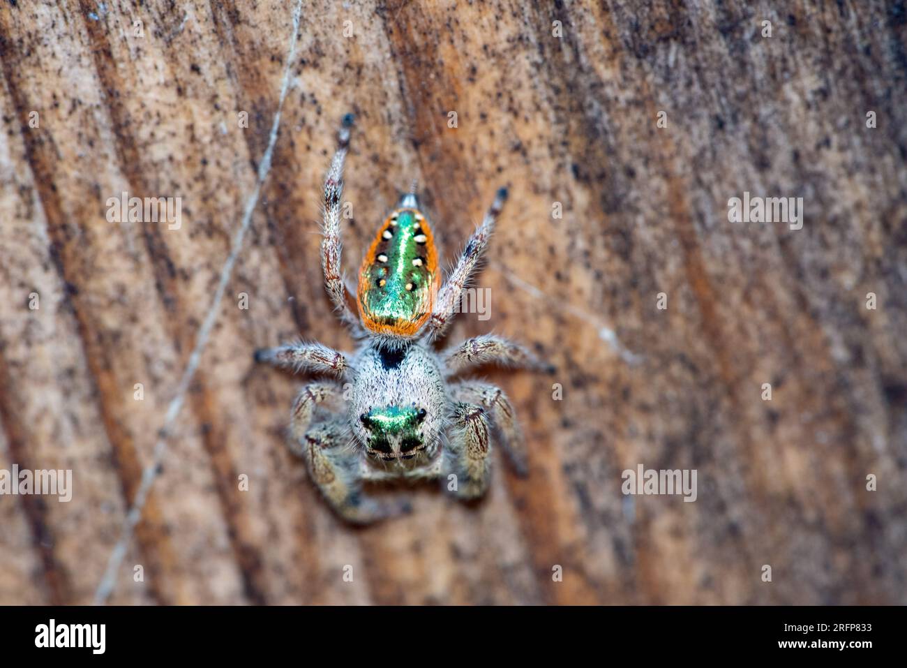 Emerald Jumping Spider (Paraphidippus aurantius Stock Photo - Alamy