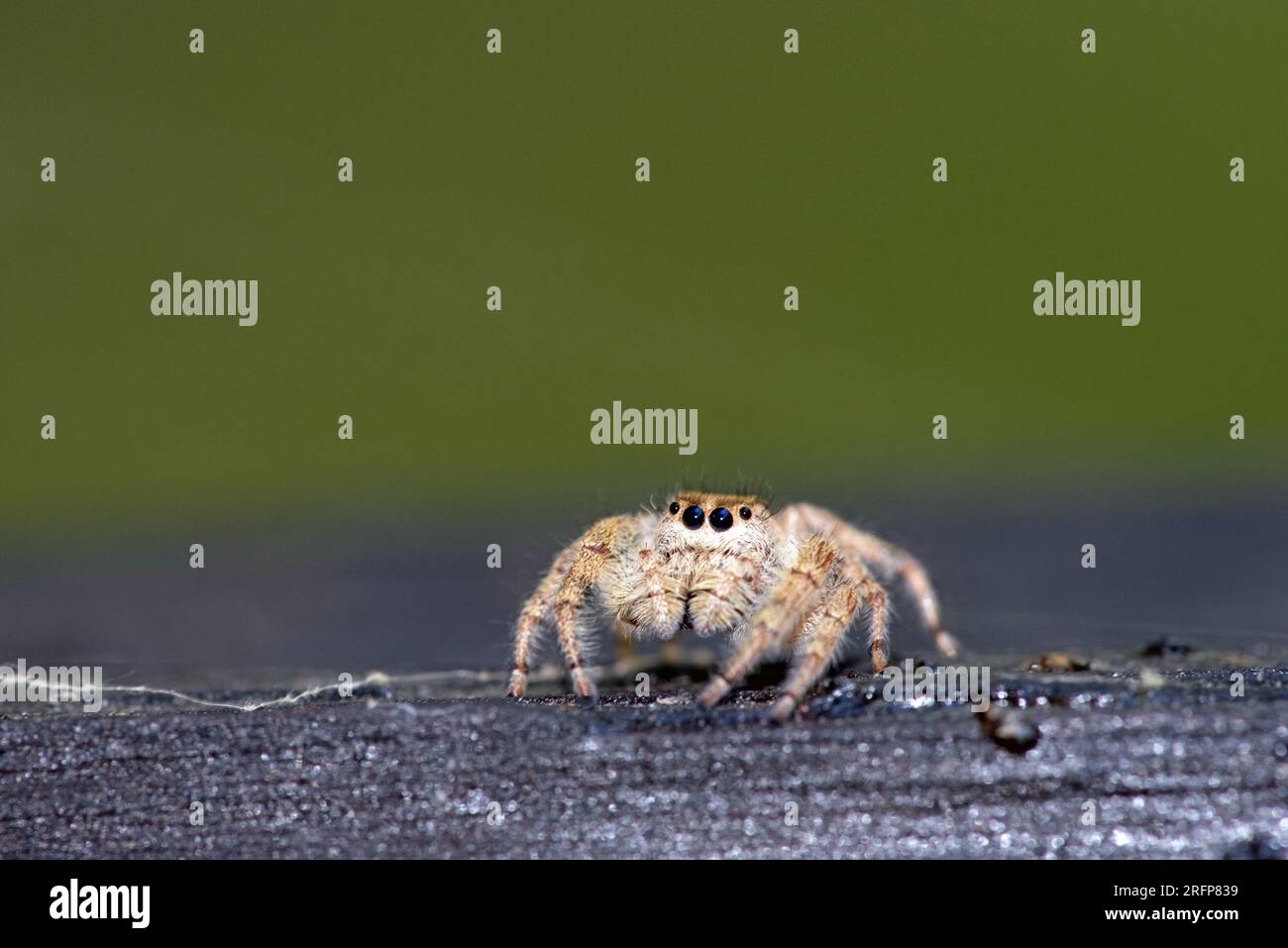 Emerald Jumping Spider (Paraphidippus aurantius Stock Photo - Alamy