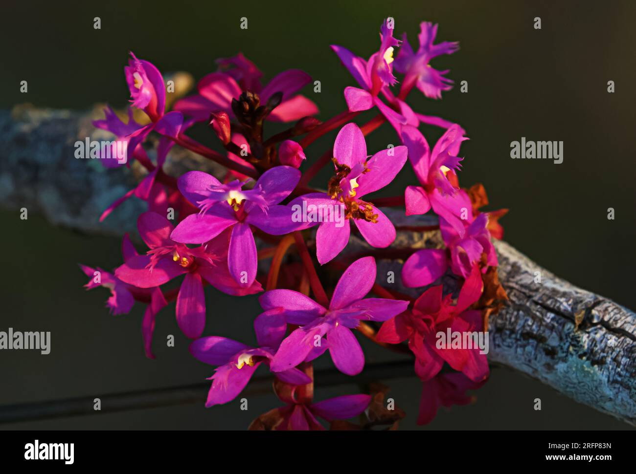 Beautiful plants and flowers outside in the garden. Bright vivid pink ...